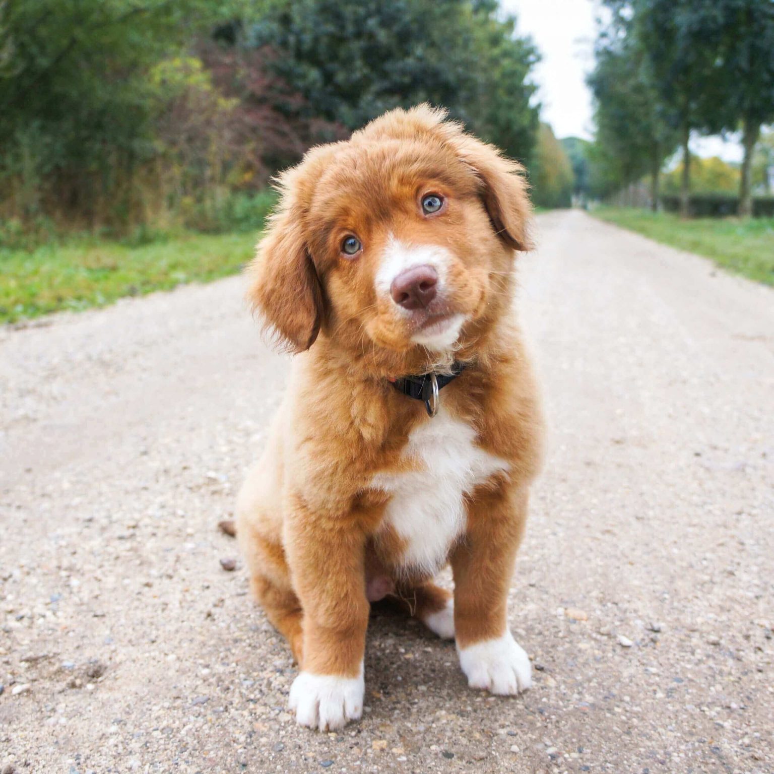 Tollare | Allt du behöver veta om den livliga hundrasen🥇