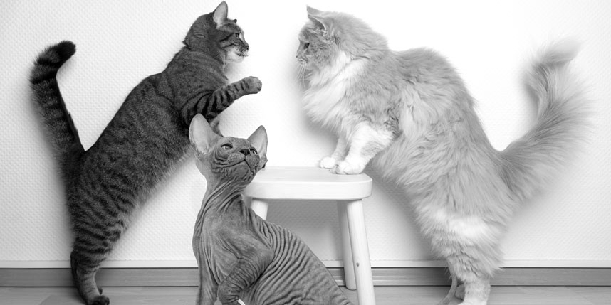 Kattraser - en komplett lista på alla typer av katter i Sverige!