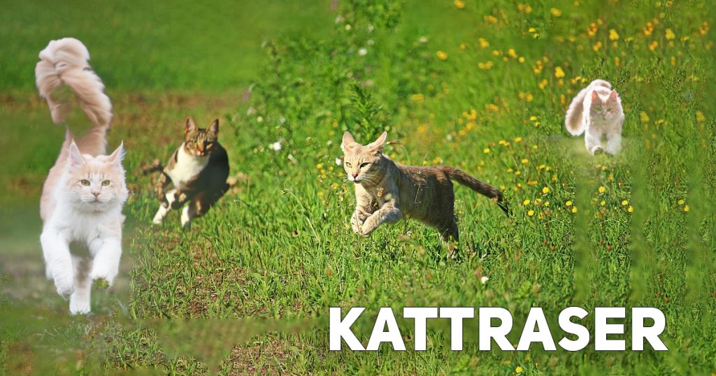 Kattraser - en komplett lista på alla typer av katter i Sverige!