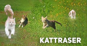 Kattraser - en komplett lista på alla typer av katter i Sverige!